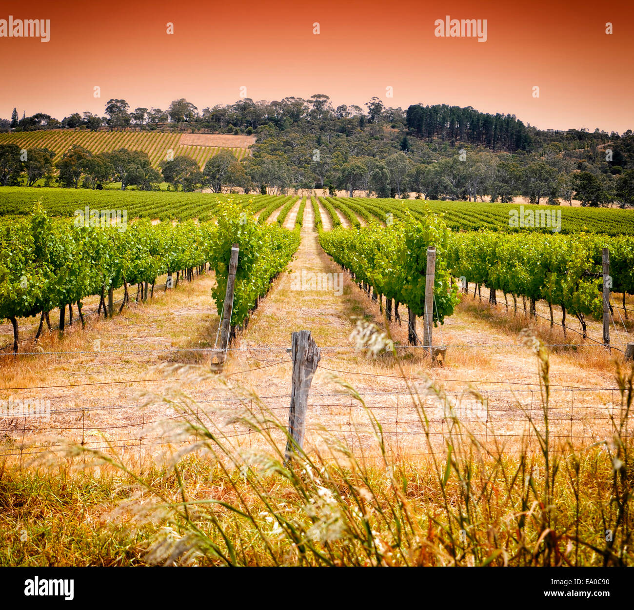 Rows of grapevines taken at Australia's prime wine growing winery area ...