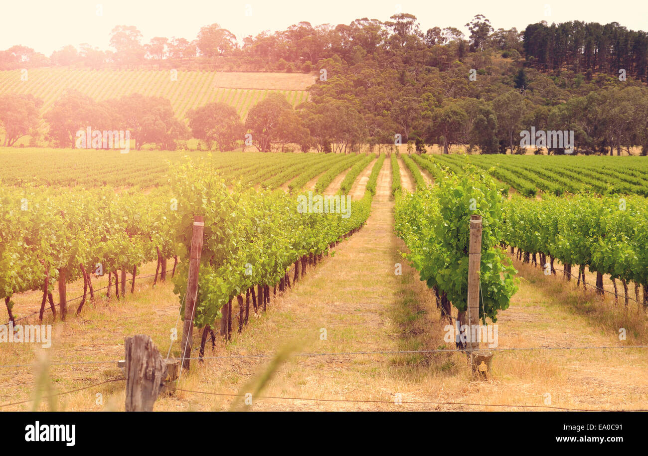 Rows of grapevines taken at Australia's prime wine growing winery area ...