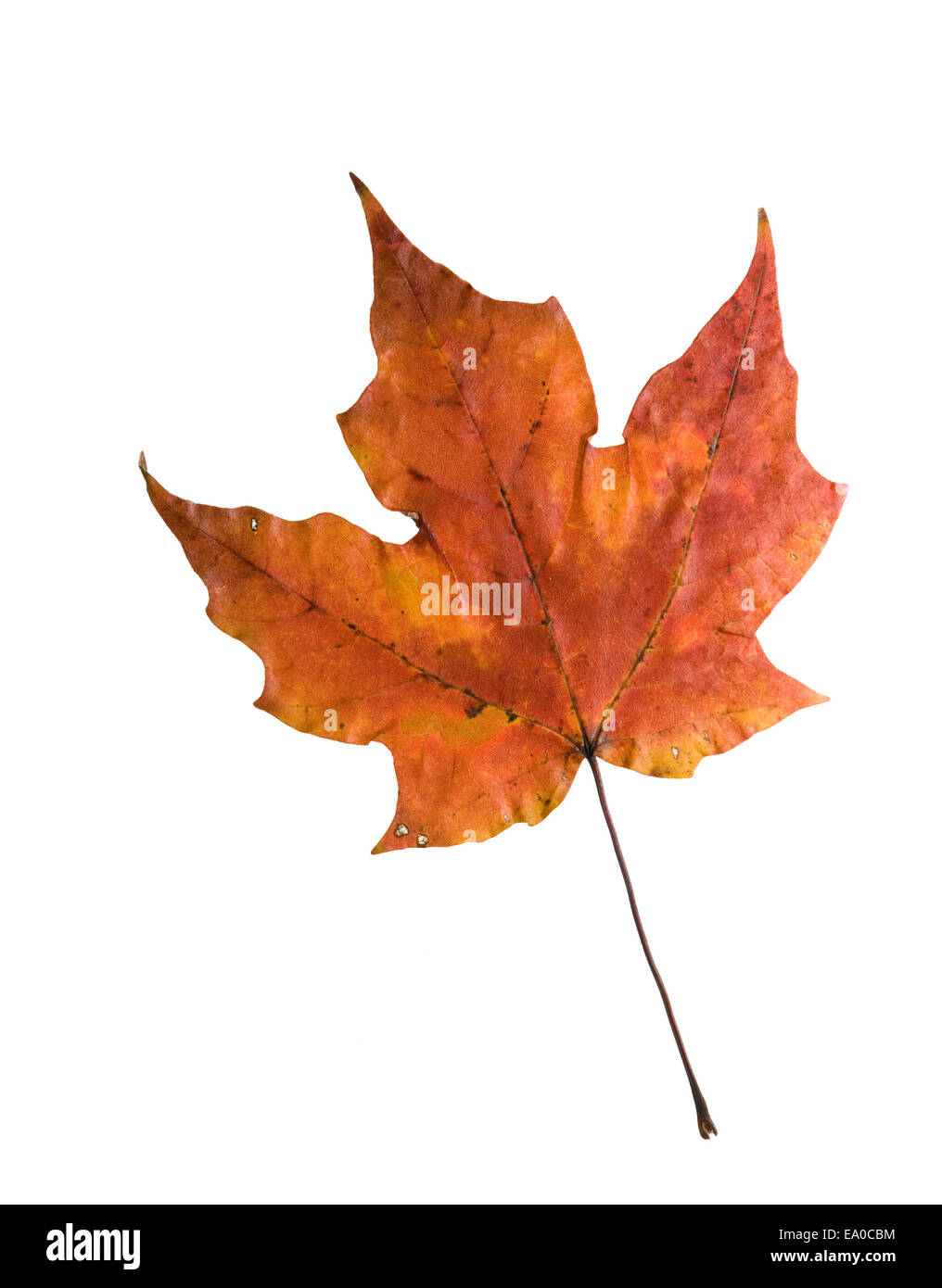 Autumn Maple leaf isolated on white background Stock Photo - Alamy