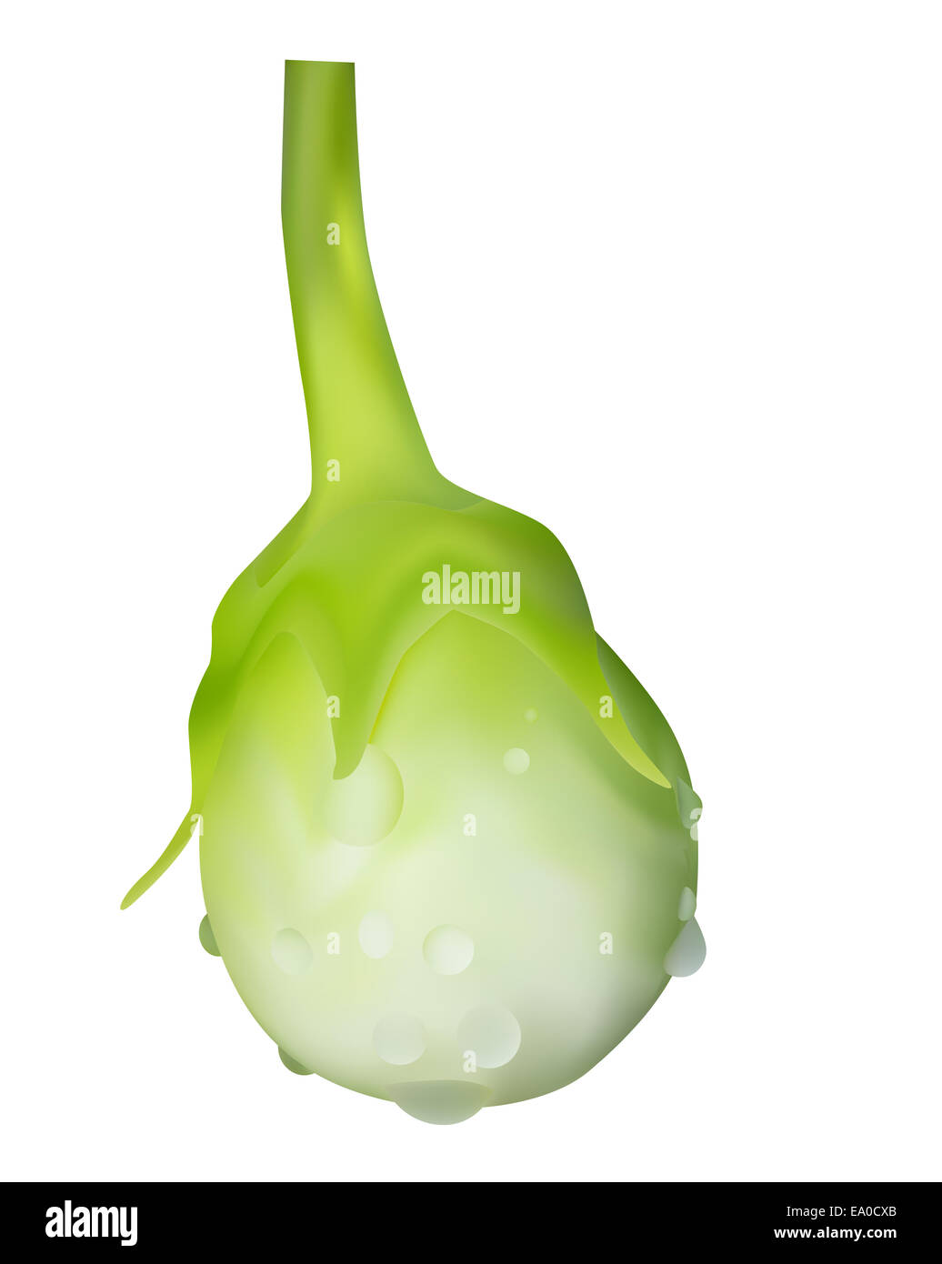 Illustration of fresh cockroach berry or green eggplant isolated on ...