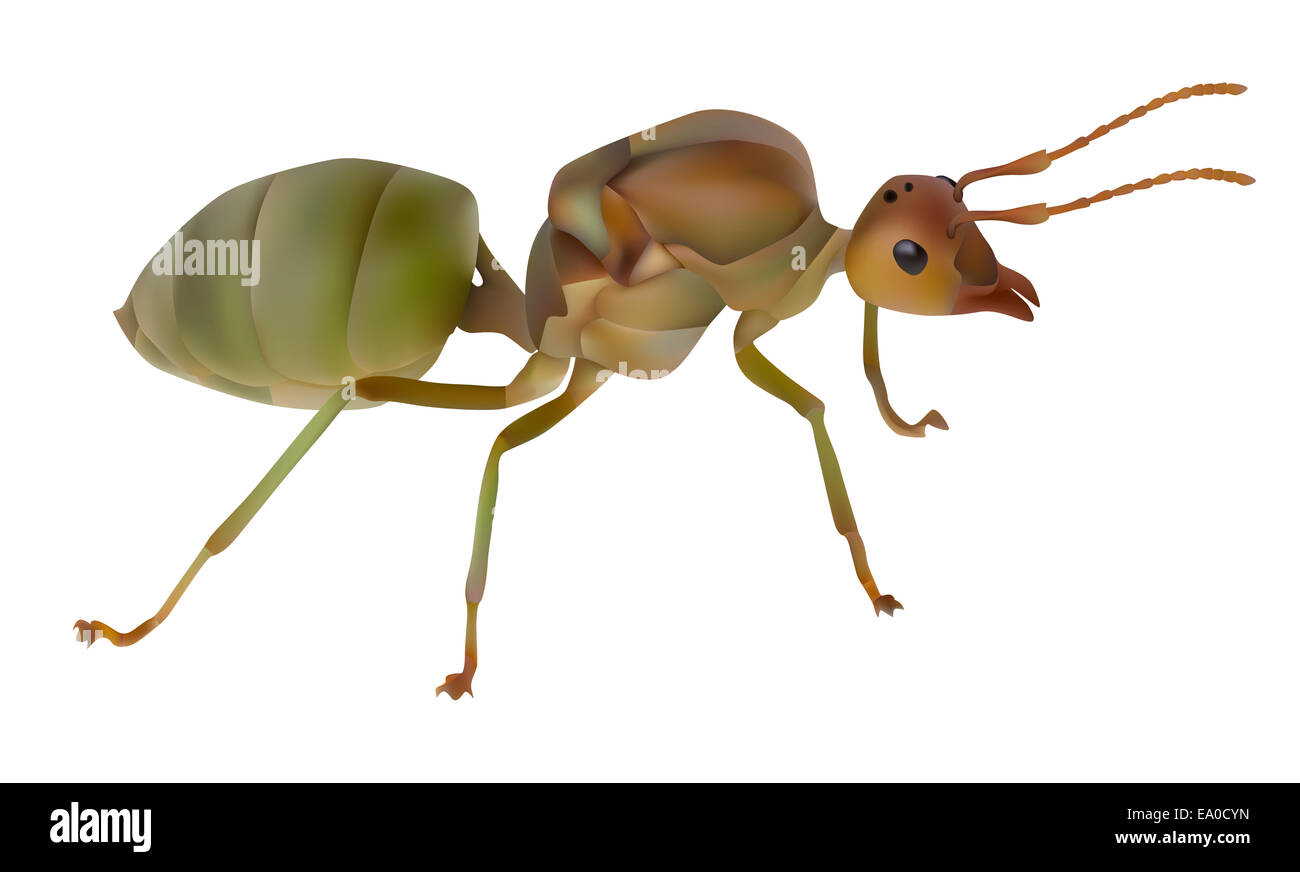 Illustration red ant queen Stock Photo - Alamy