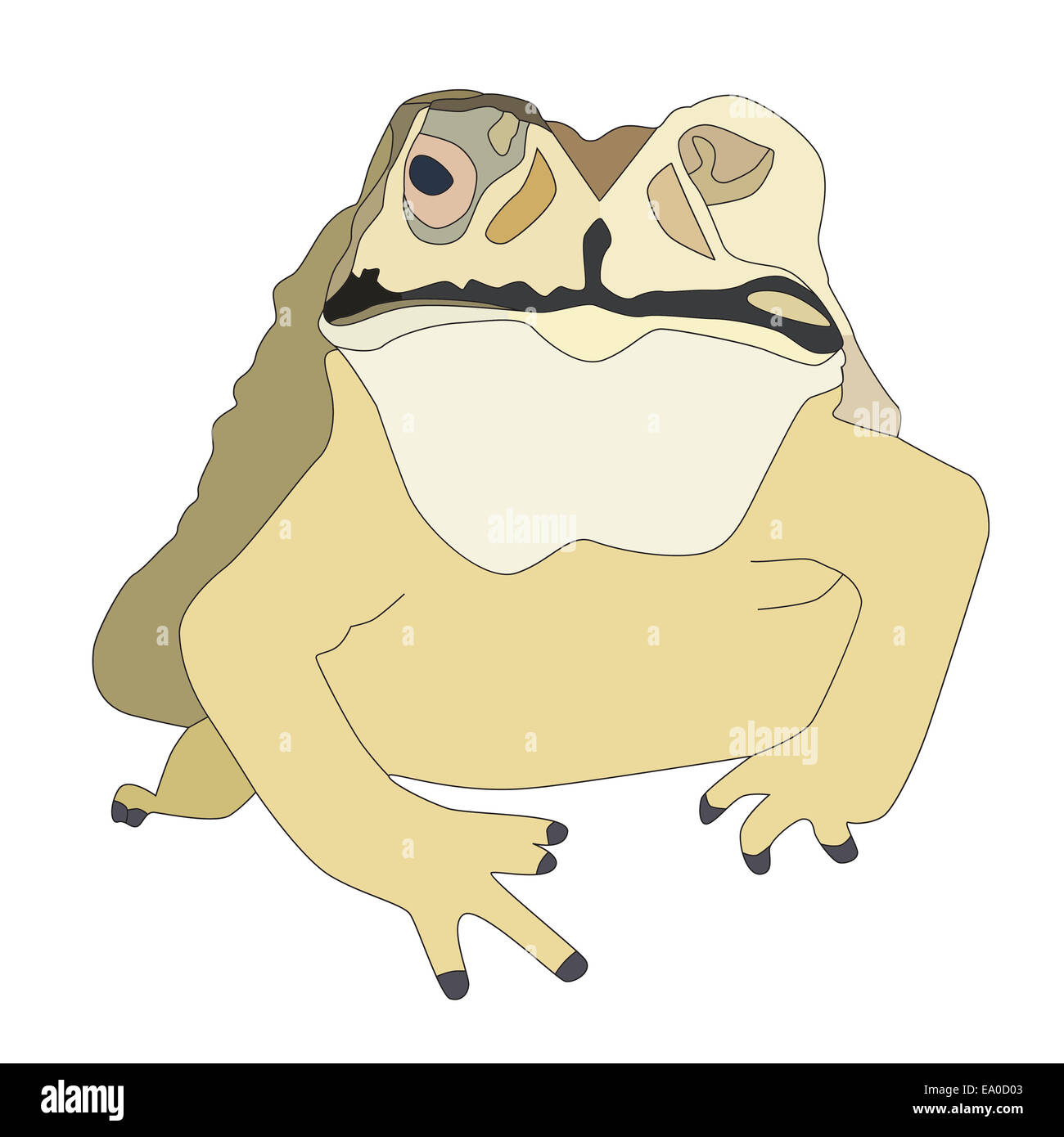Labeled Toad Drawing