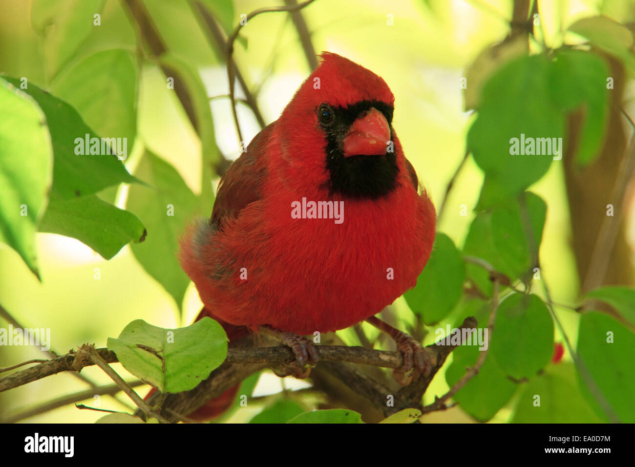 Northern Cardinal (Cardinalis cardinalis) in trees Stock Photo - Alamy