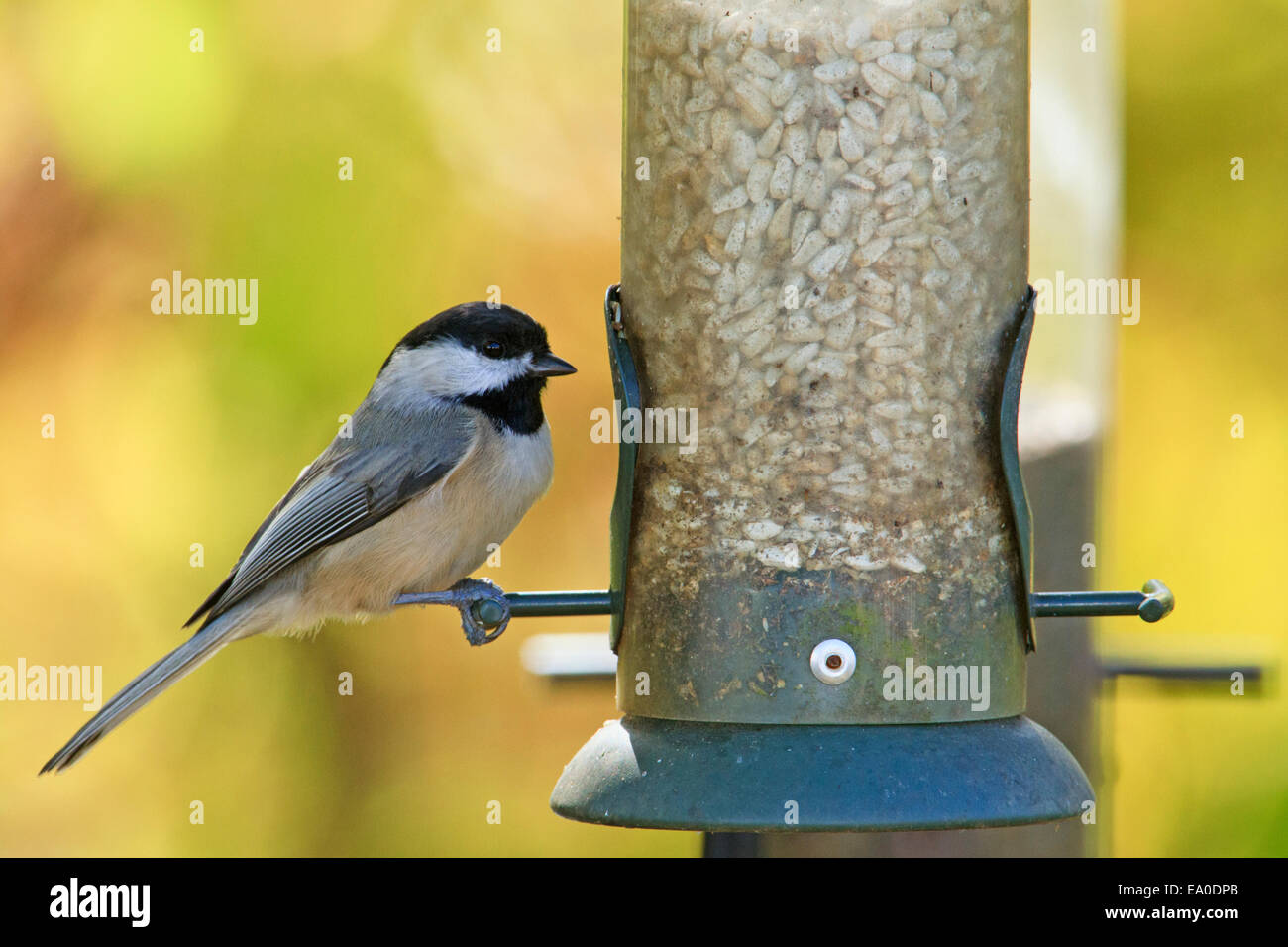 Black capped chickadee poecile atricapillus bird hi-res stock ...