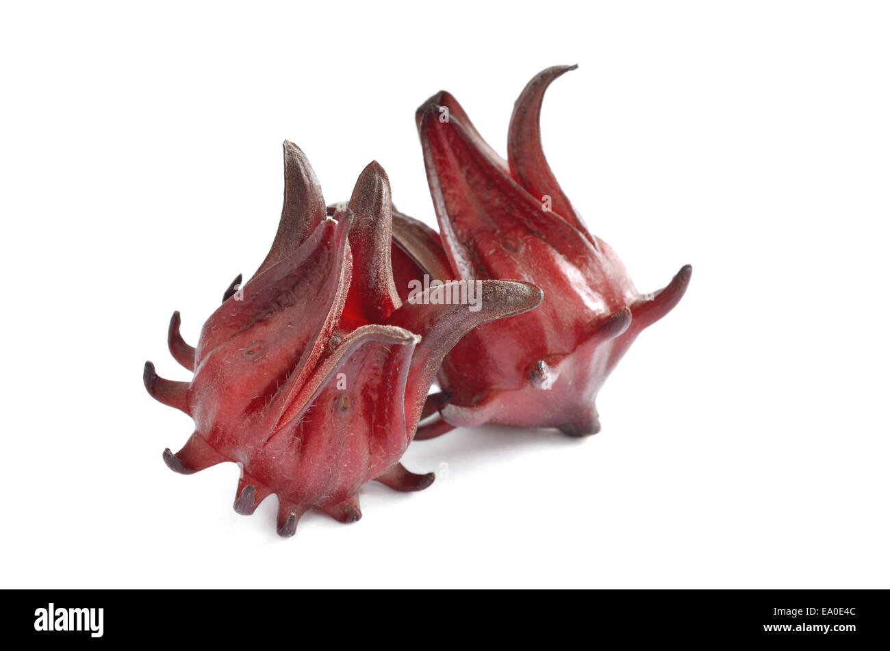 Roselle herbal plant Cut Out Stock Images & Pictures - Alamy
