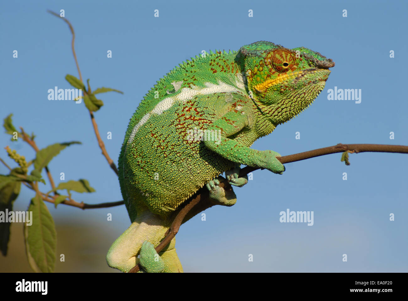Rare chameleon hi-res stock photography and images - Alamy