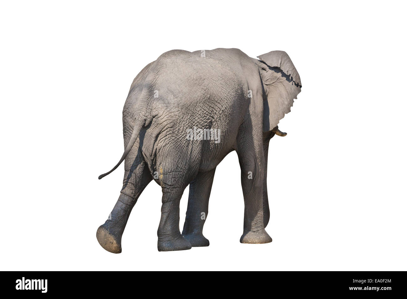 Rear view of an elephant hi-res stock photography and images - Alamy