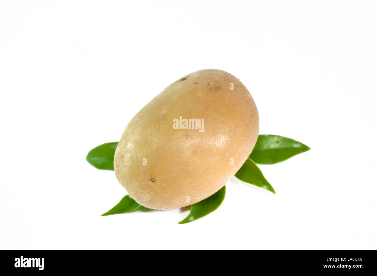 Potato isolated on white Stock Photo - Alamy