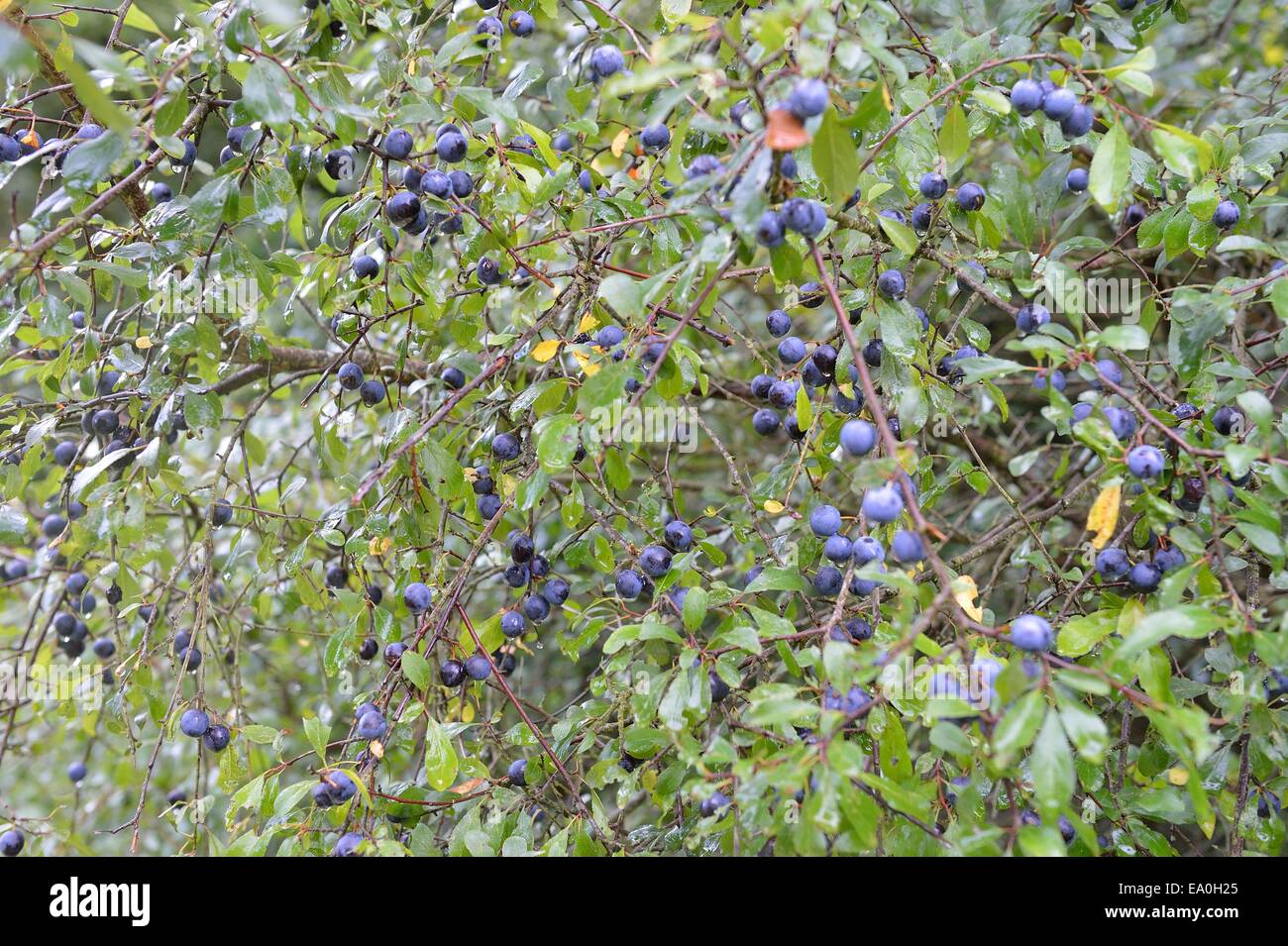Prunus spinosa fruit hi-res stock photography and images - Alamy