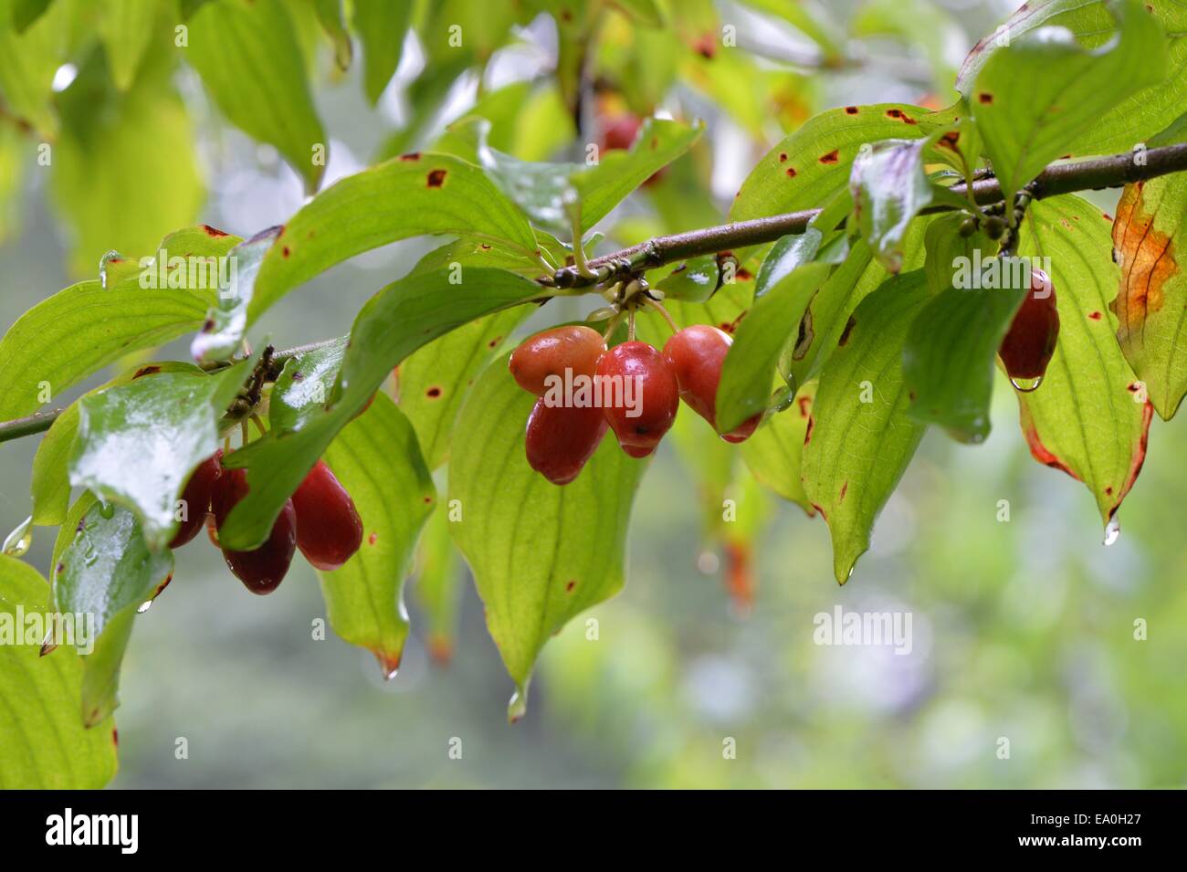 Cornelian cherry (Cornus mas) in fruit in summer Stock Photo - Alamy