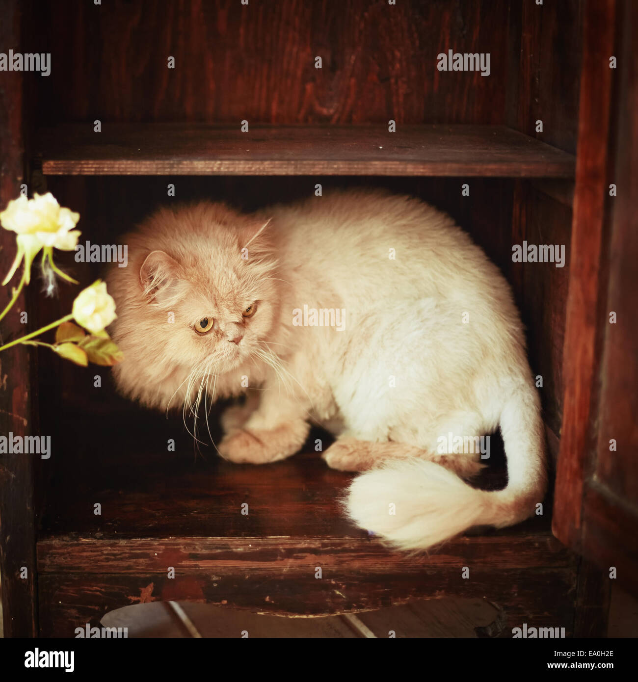 Furry red cat resting on the shelf. Instagram retro effect Stock Photo ...