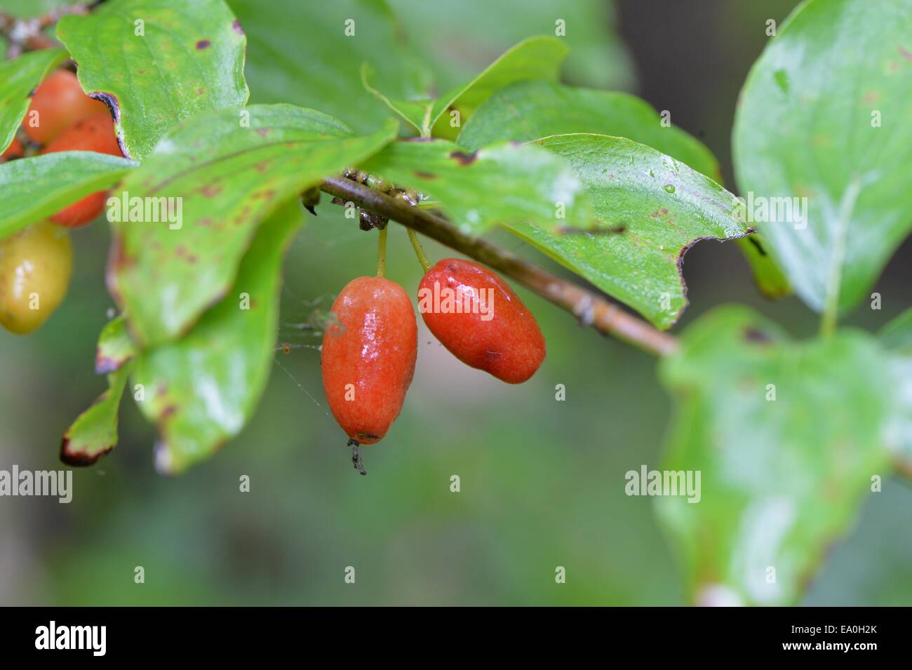 Cornelian cherry (Cornus mas) in fruit in summer Stock Photo - Alamy