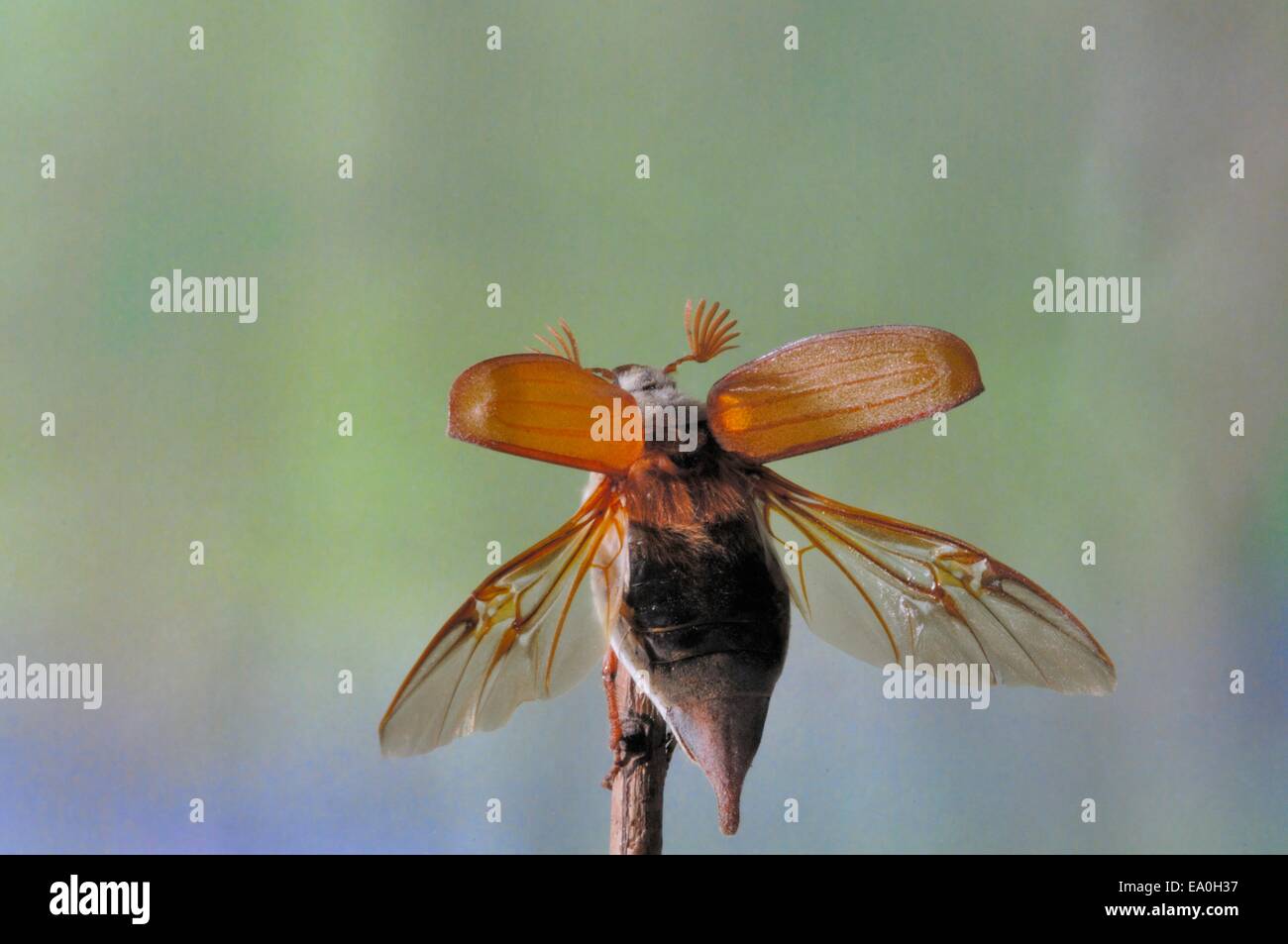 Common Cockchaffer - May Bug (Melolontha melolontha) on a stem - taking ...