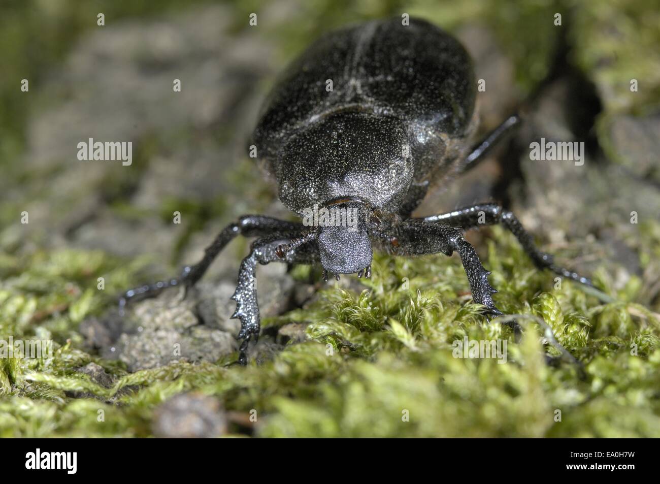 Hermit Beetle (Osmoderma eremia) Aveyron - France Stock Photo - Alamy