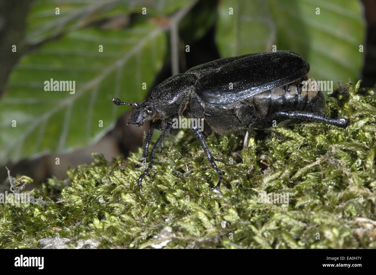 Hermit Beetle (Osmoderma eremia) Aveyron - France Stock Photo - Alamy