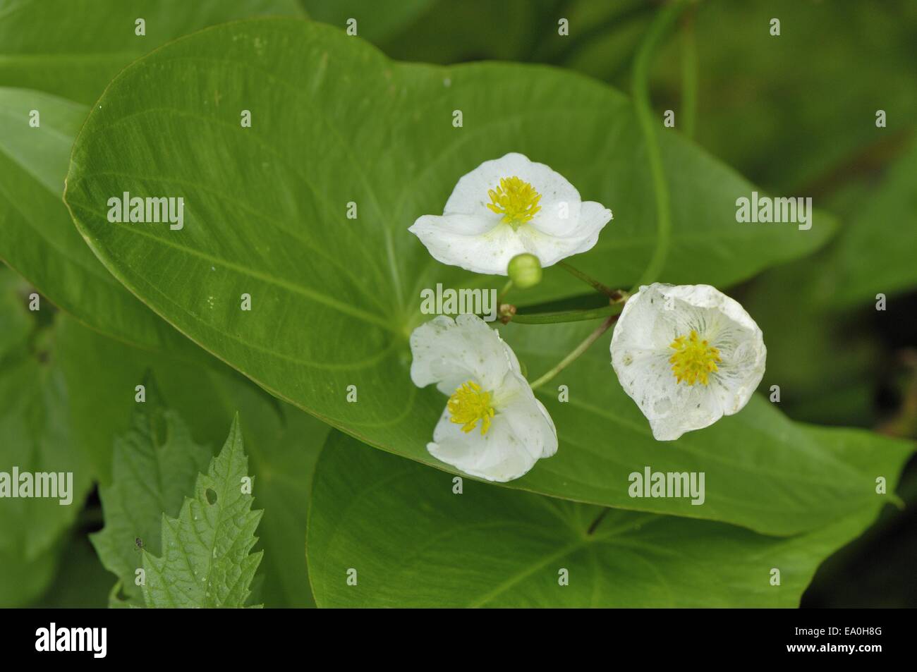 Broadleaf Arrowhead - Duck Potato - Indian potato - Wapato (Sagittaria ...
