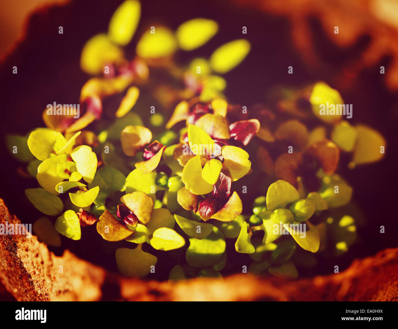 Young basil leaves close up in sun light. Image toned in warm colors ...