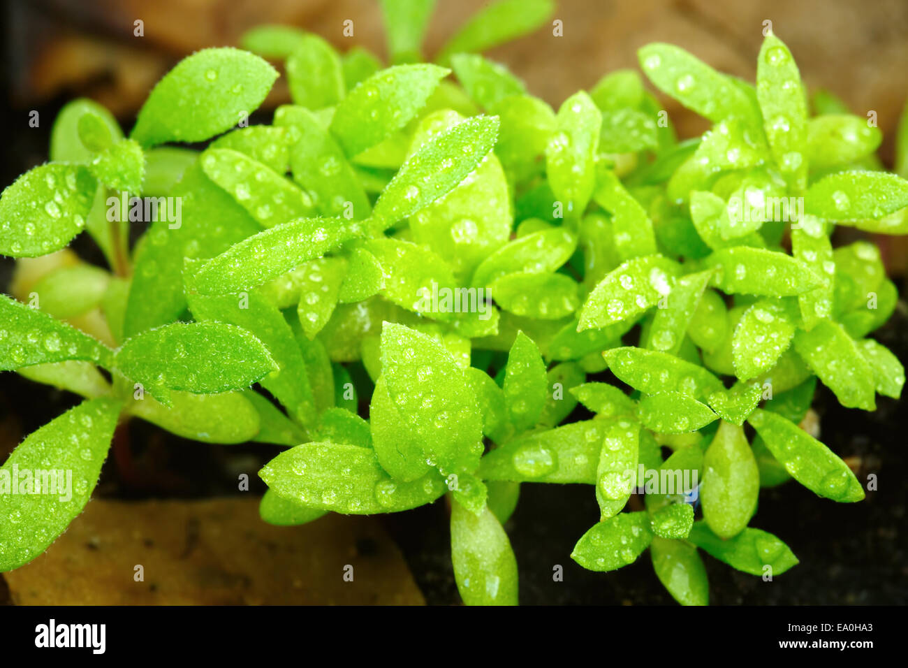 Young tarragon close up. Fresh leaves with dew drop. Healthy food ...