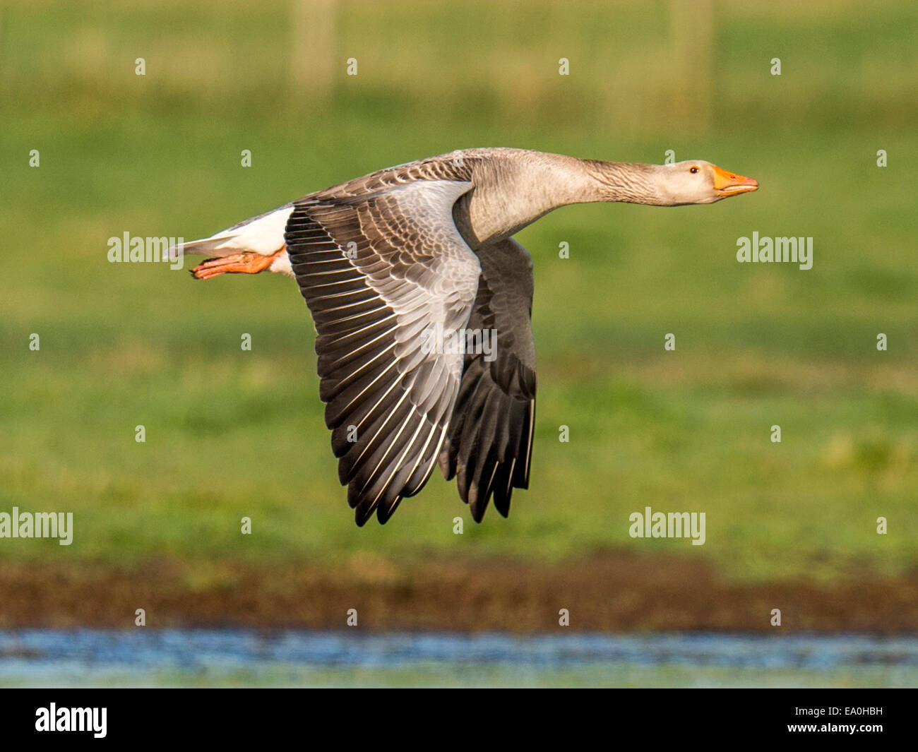 Goose field bird wildlife nature hi-res stock photography and images ...