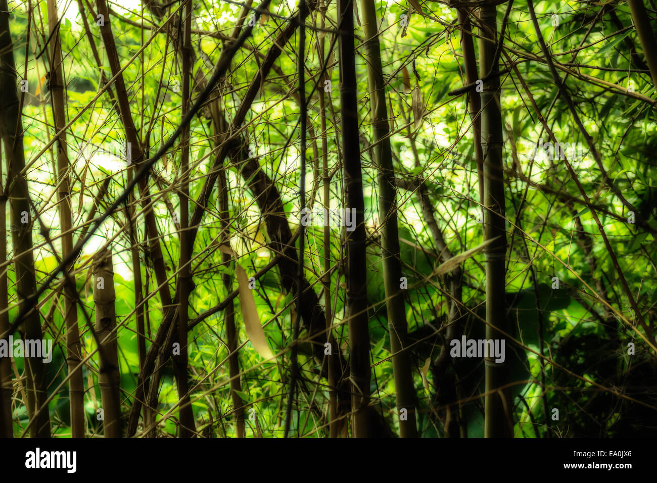 Woven branches wall in the natural reserve "Parco del loto" Lotus green ...
