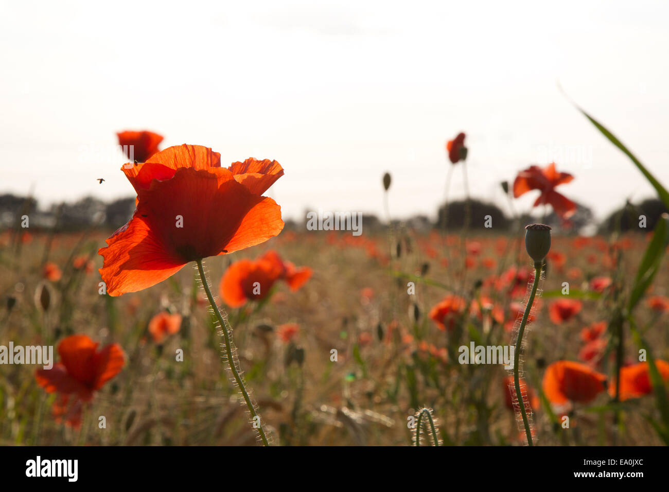 Ww1 Remembrance Stock Photos & Ww1 Remembrance Stock Images - Alamy