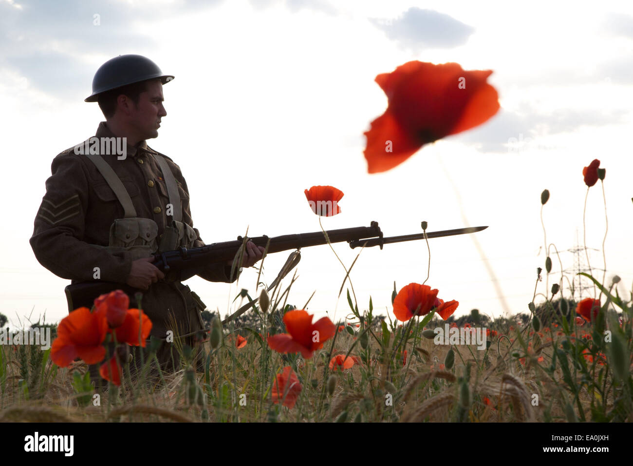 WW1 soldier in poppy field Stock Photo - Alamy