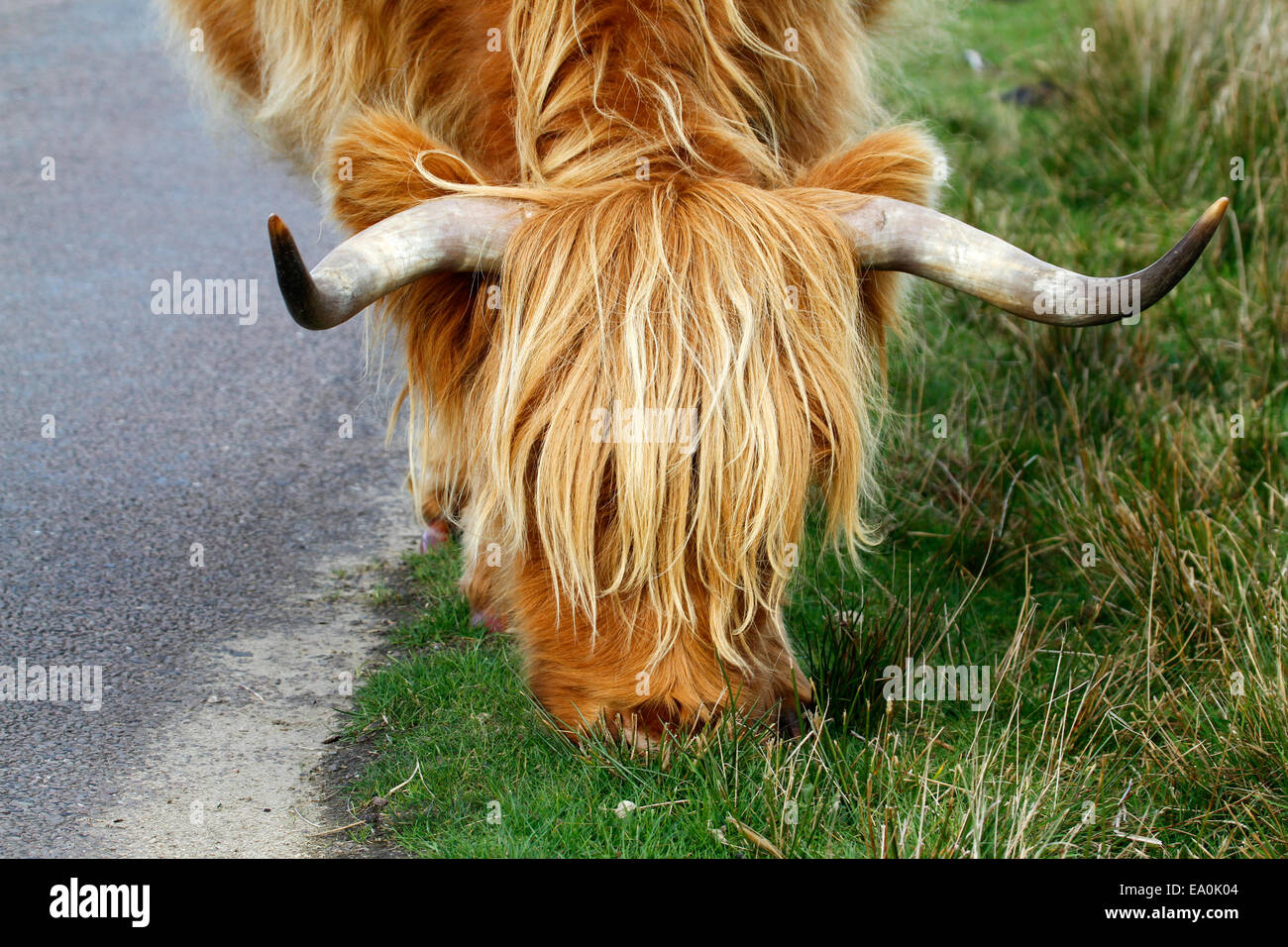Exmoor Highland cow grazing beside the road, with long horns & hair ...