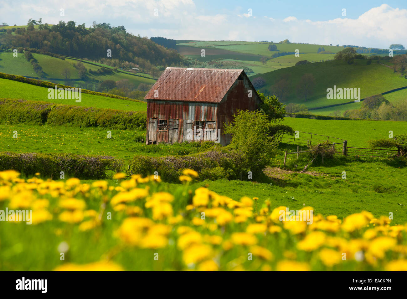 Farming dandelions hi-res stock photography and images - Alamy