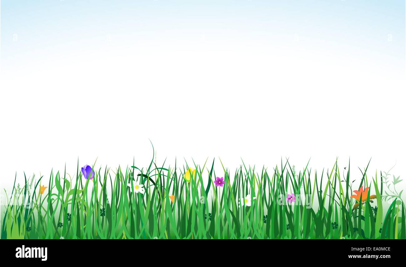 vector banner with green grass and colorful flowers Stock Vector Image ...