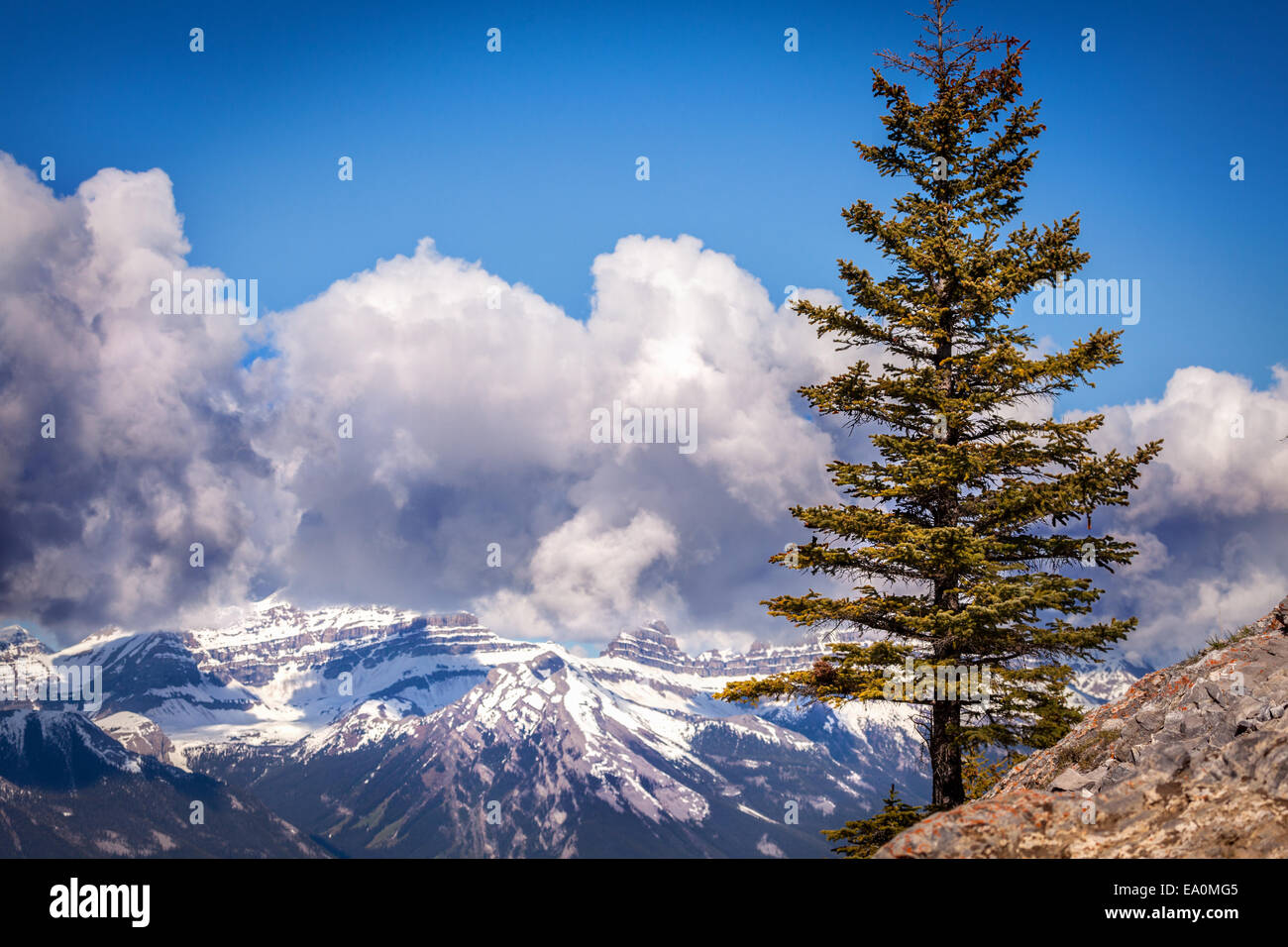 Lone Pine tree, Banff National Park, Alberta, Rocky Mountains, Canada ...