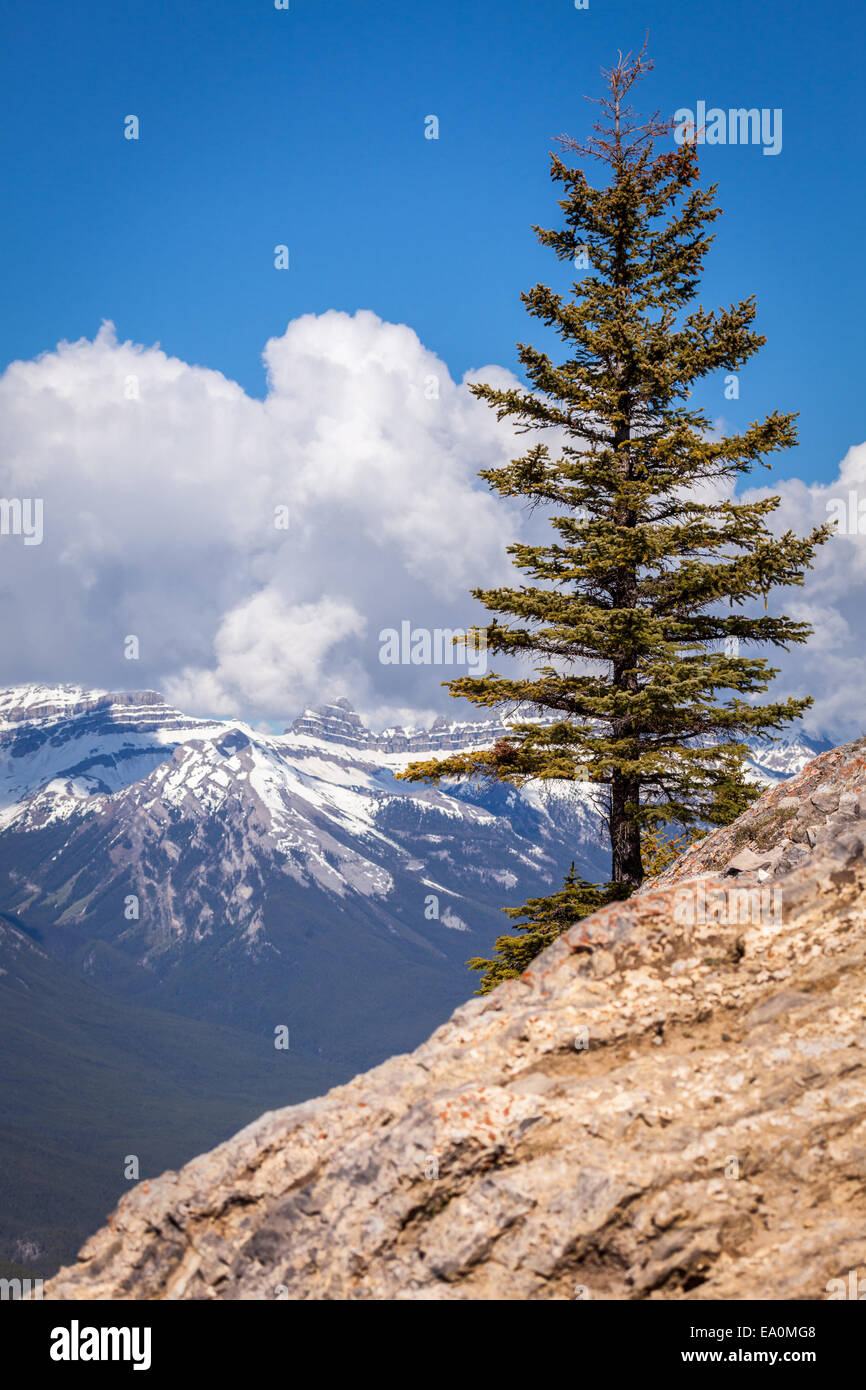 Lone Pine tree, Banff National Park, Alberta, Rocky Mountains, Canada ...