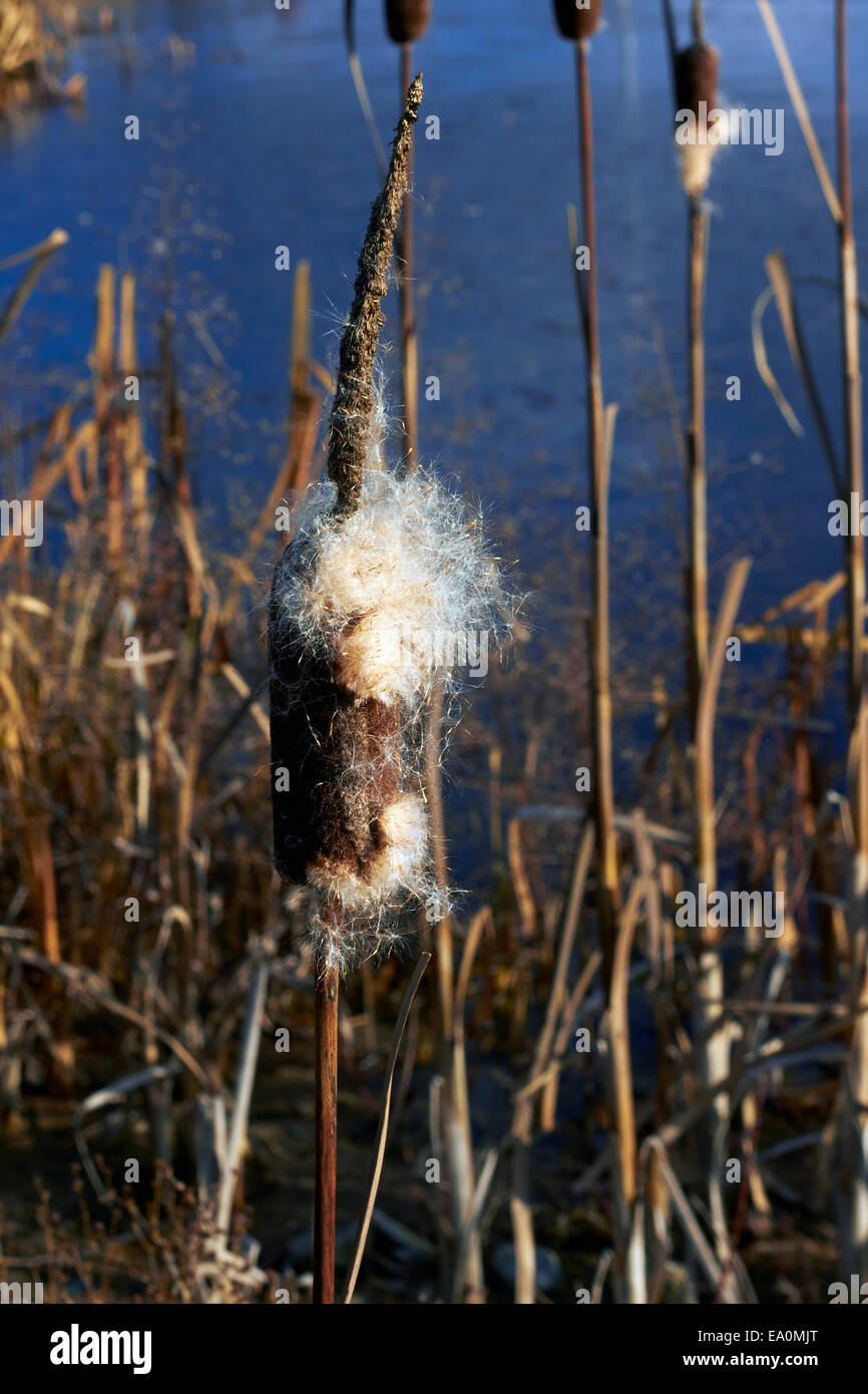 Seeding bull rush hi-res stock photography and images - Alamy