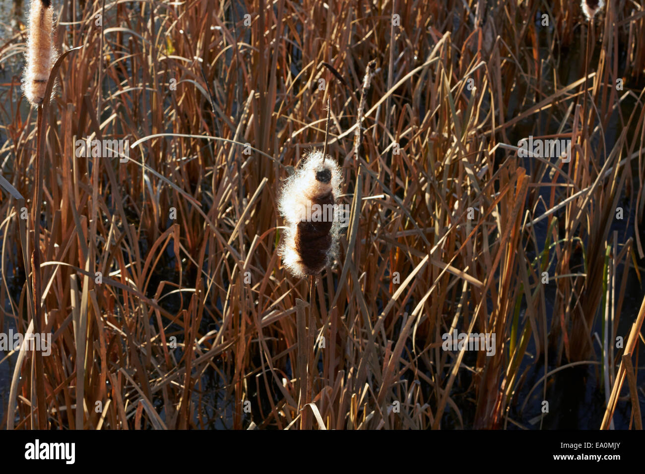 Typha latifolia seed head, Finland Stock Photo - Alamy