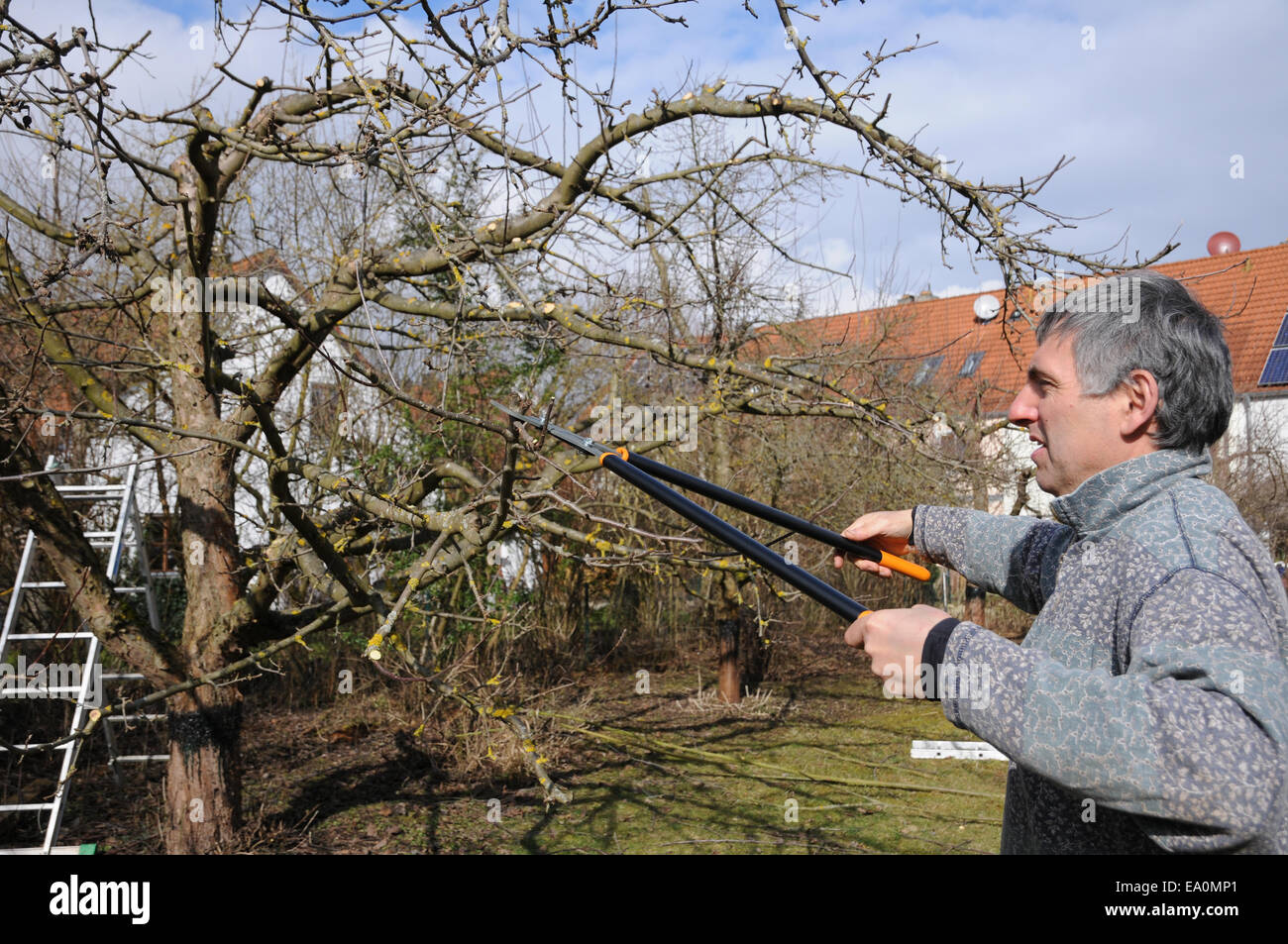Apple tree cutting garden hi-res stock photography and images - Alamy