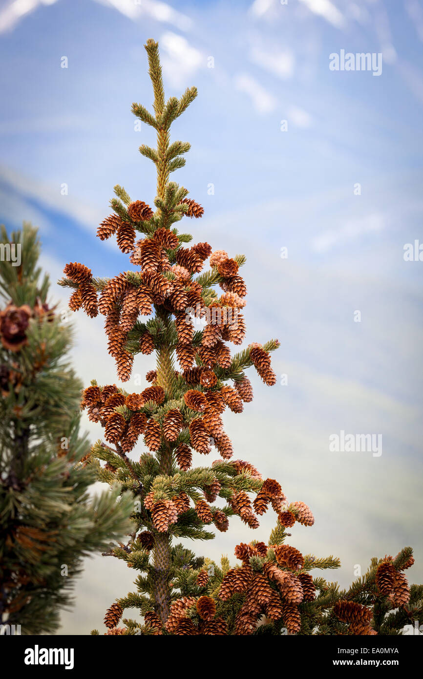 Pine tree, Banff National Park, Alberta, Rocky Mountains, Canada, North ...
