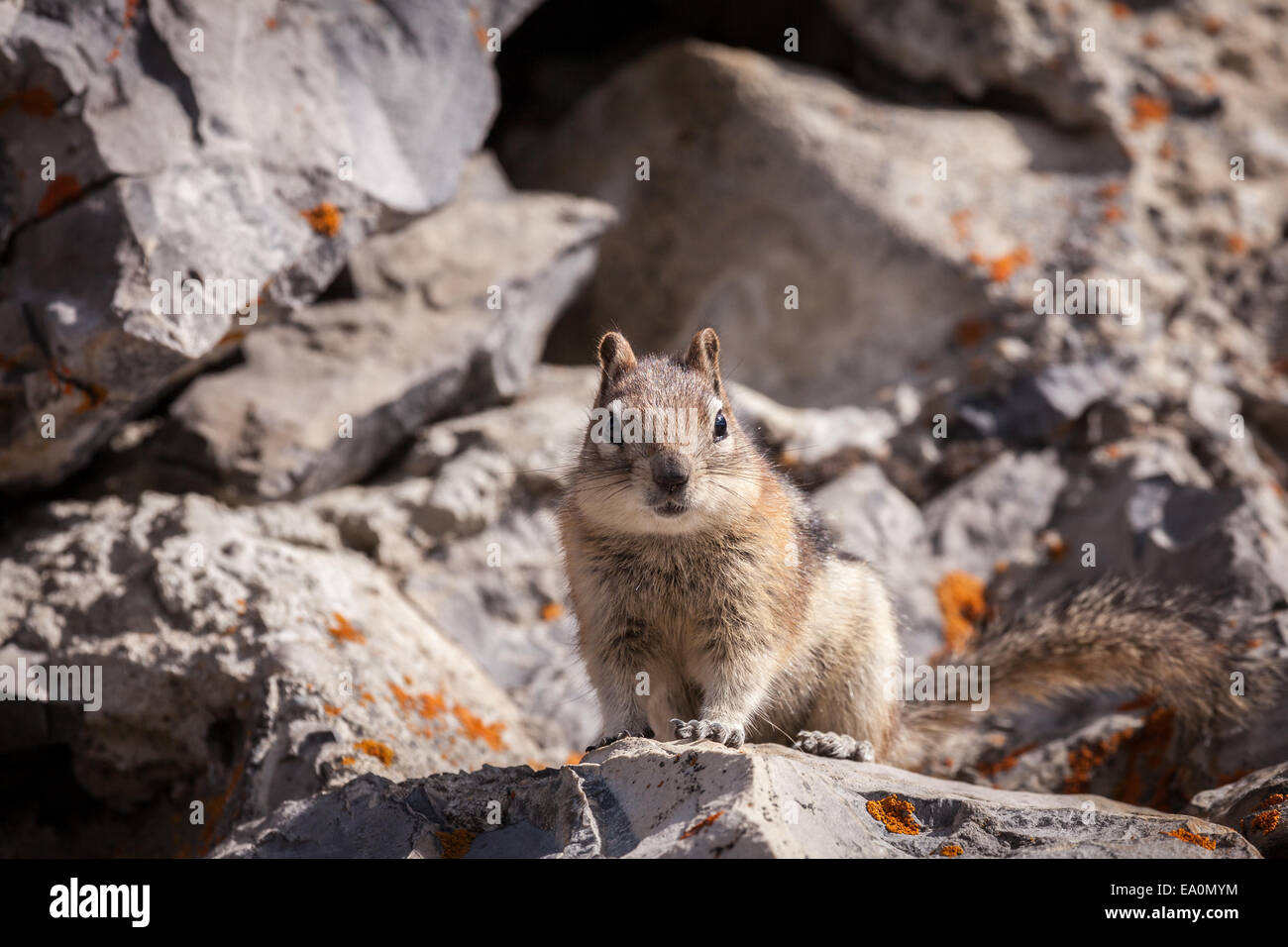 Chipmunk in Banff National Park, Alberta, Canada, North America Stock ...