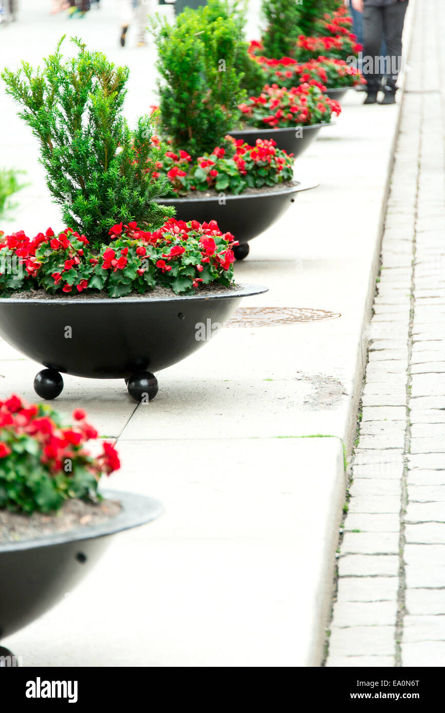 Street flowers in a row Stock Photo - Alamy