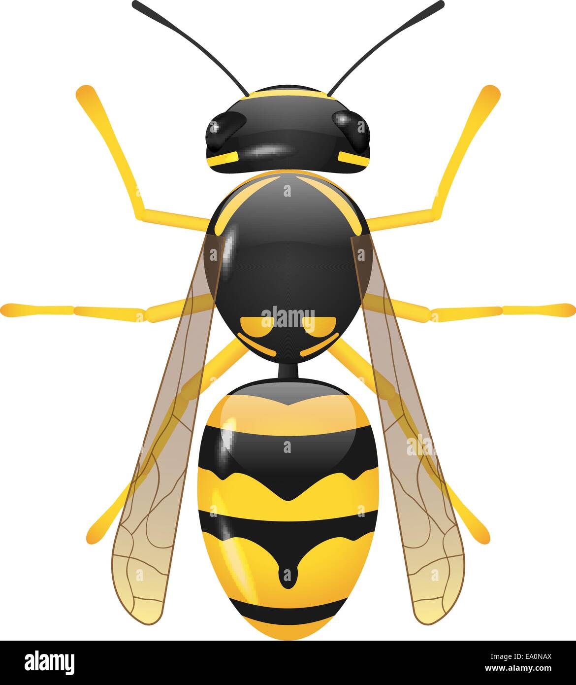 vector glossy wasp on white background, eps 10 file, gradient mesh and ...