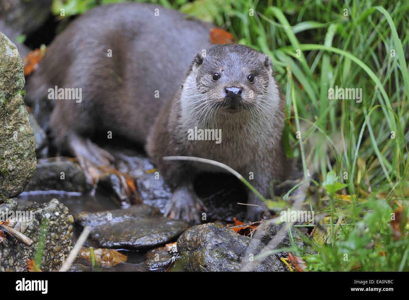 Europe otter hi-res stock photography and images - Alamy
