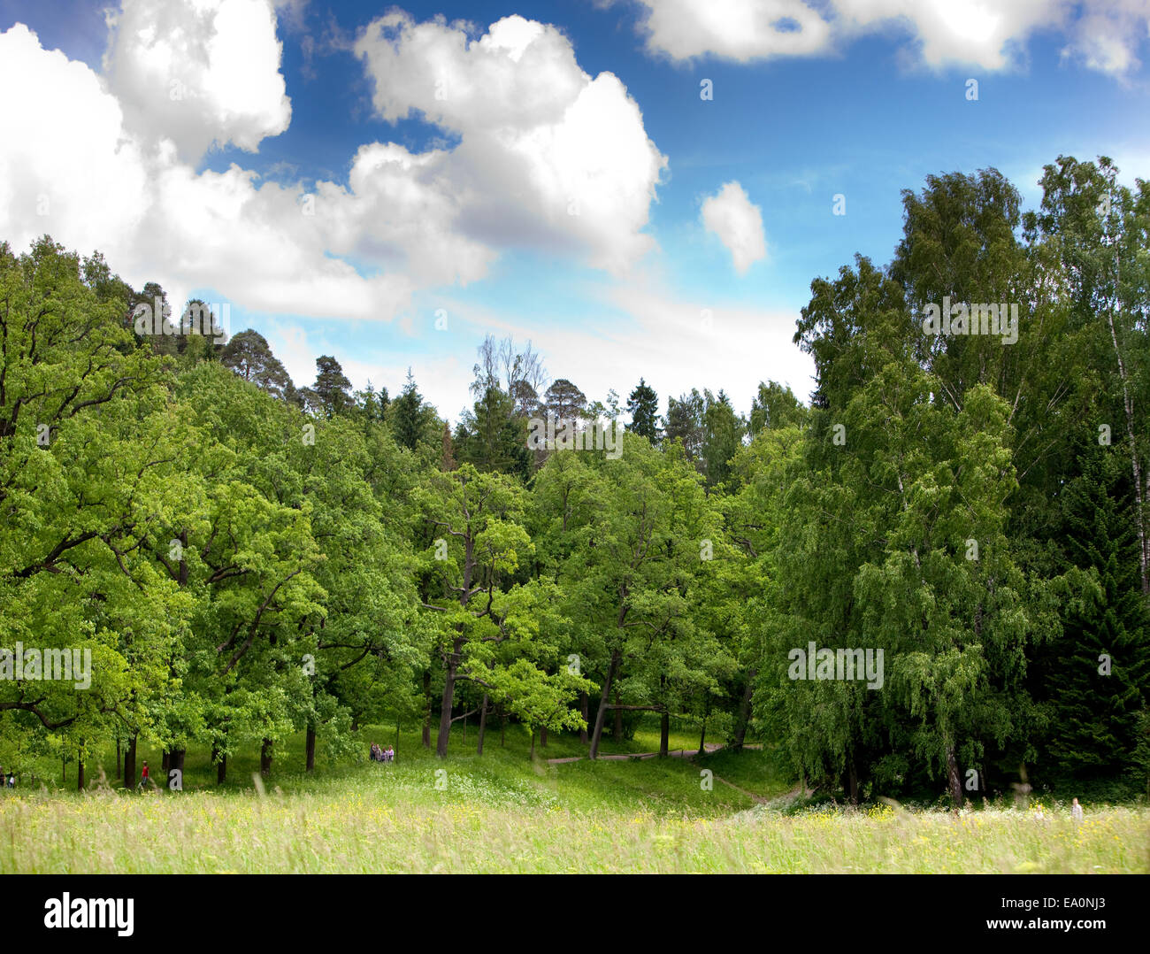 Open glade hi-res stock photography and images - Alamy