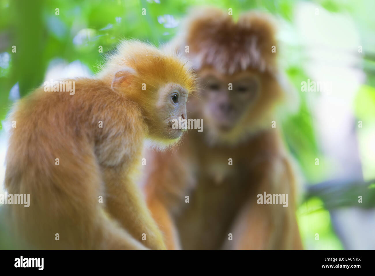 Maroone Leaf Monkeys Stock Photo - Alamy