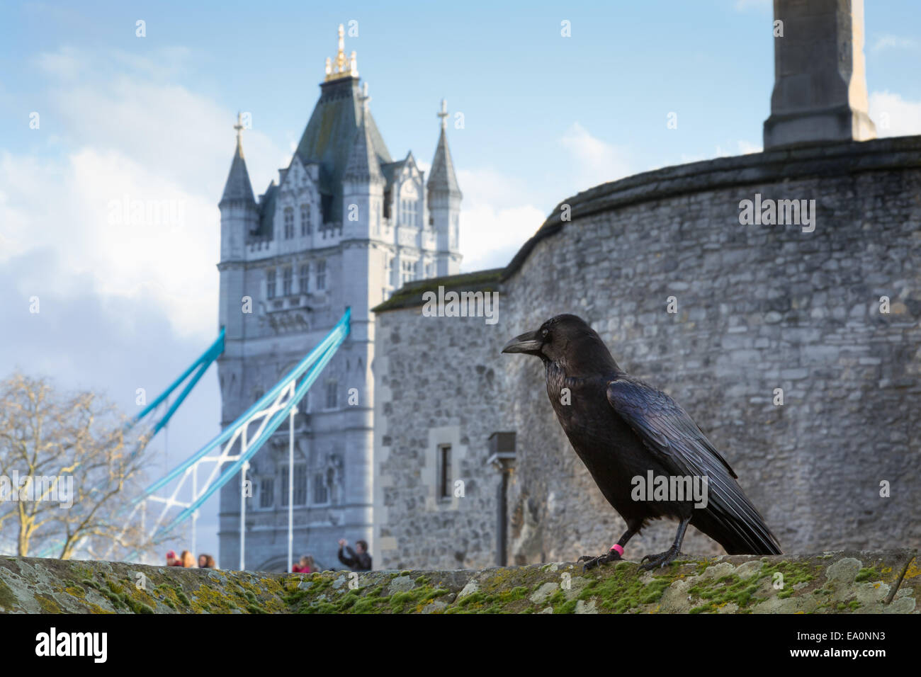 Raven sat on wall in The Tower of London grounds with Tower Bridge in ...