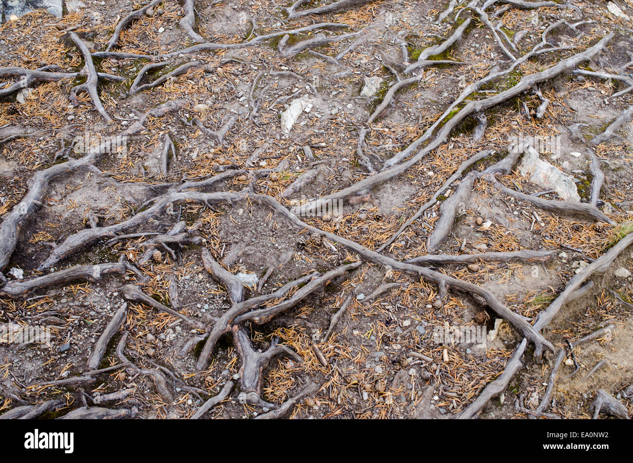 Tree roots close up Stock Photo - Alamy