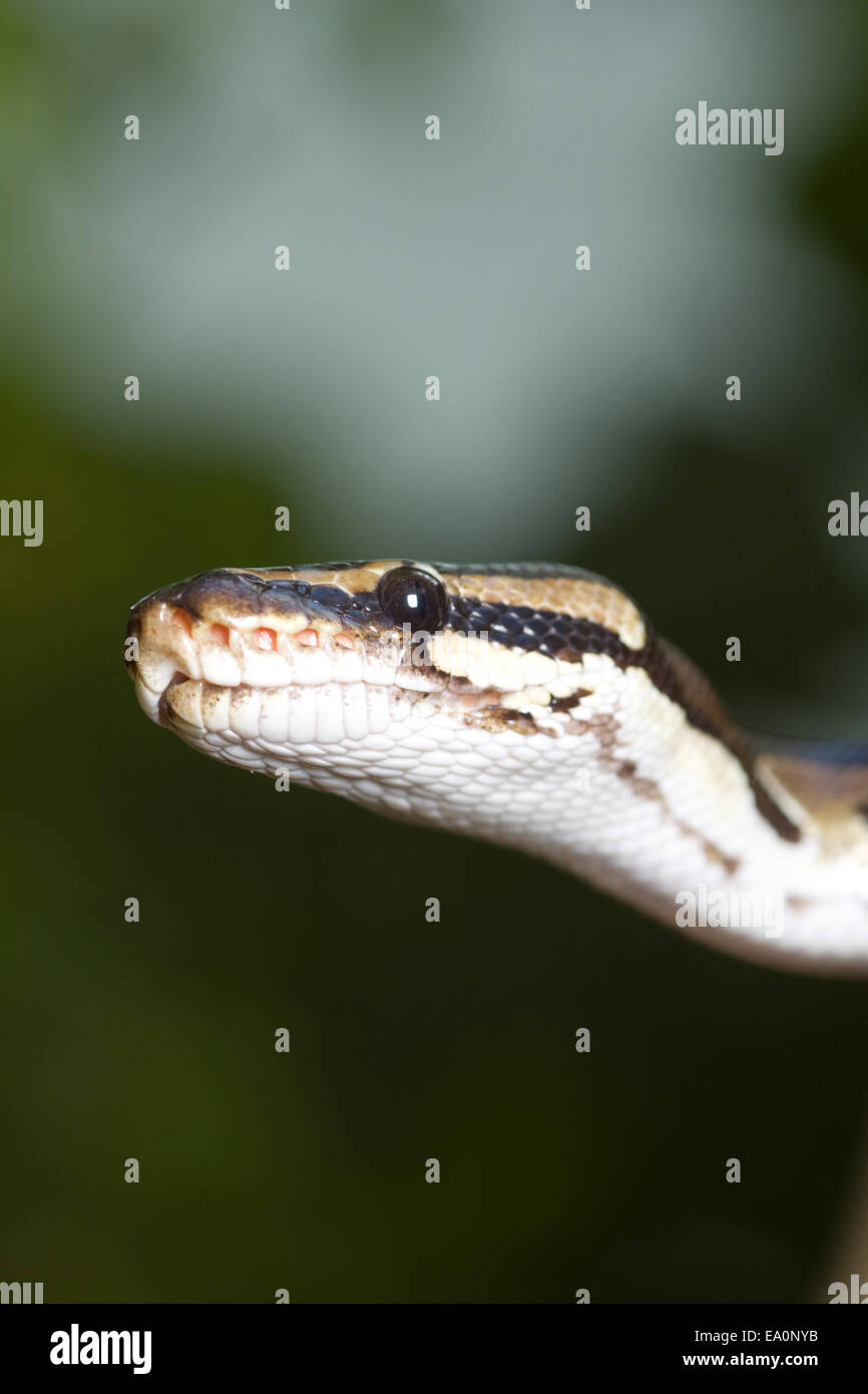 Head of a royal Python Stock Photo - Alamy