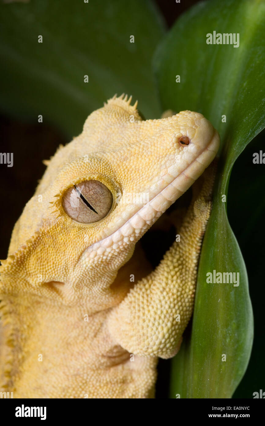 Crown Gecko Portait Stock Photo - Alamy