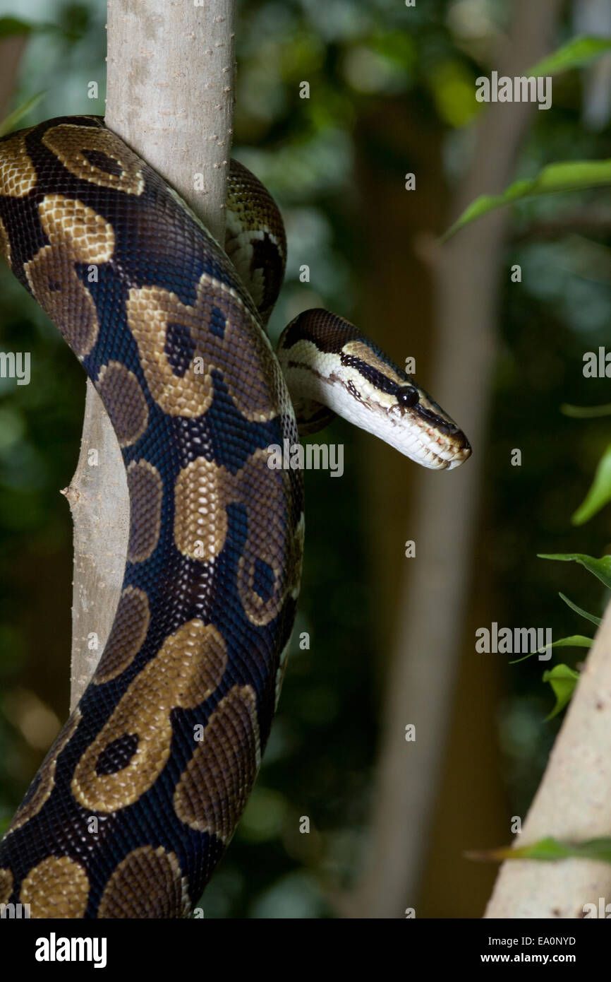 Royal python from above Stock Photo - Alamy