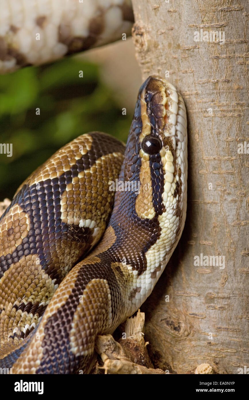 Royal python up Stock Photo - Alamy