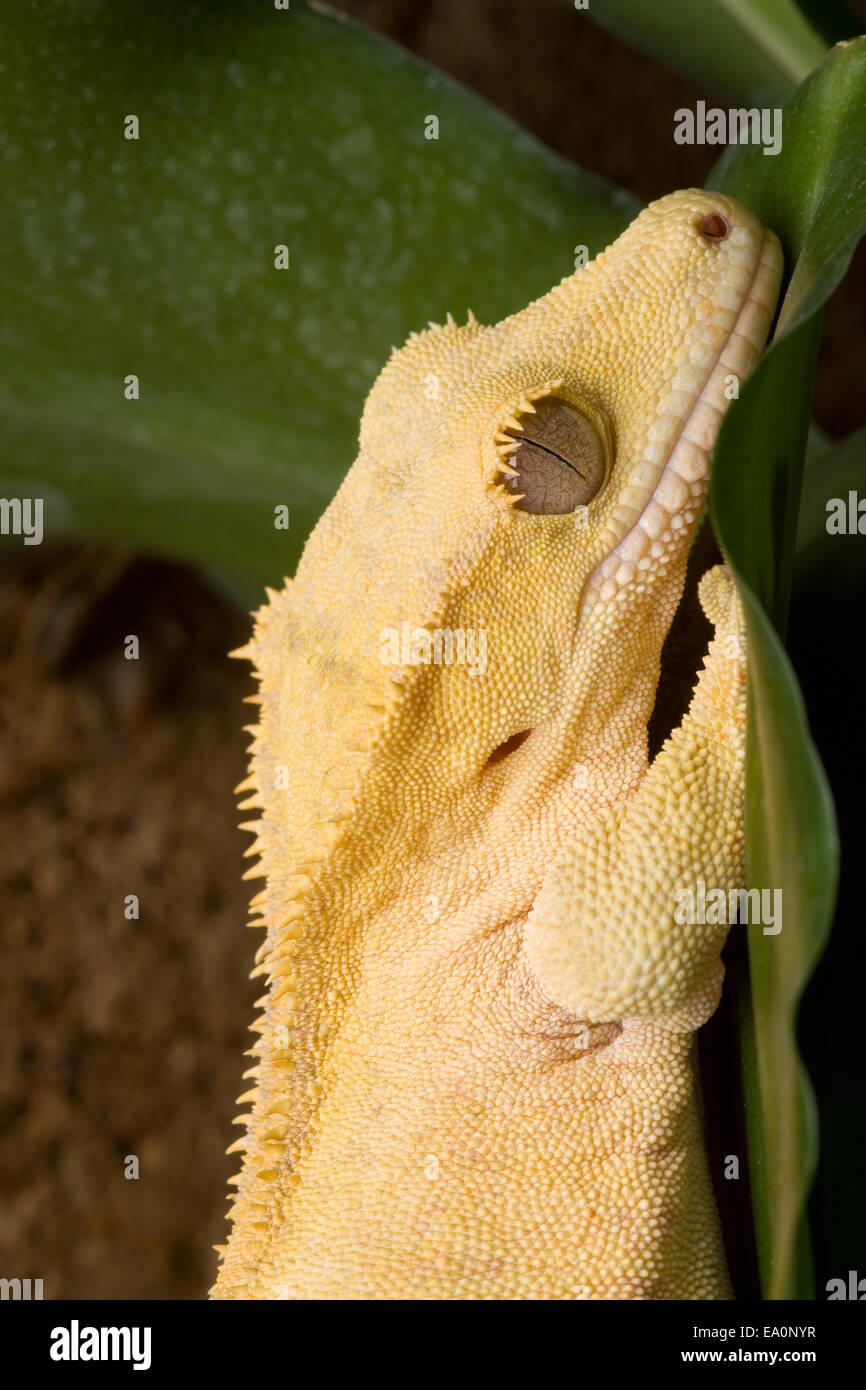 Yellow crown Gecko Stock Photo - Alamy