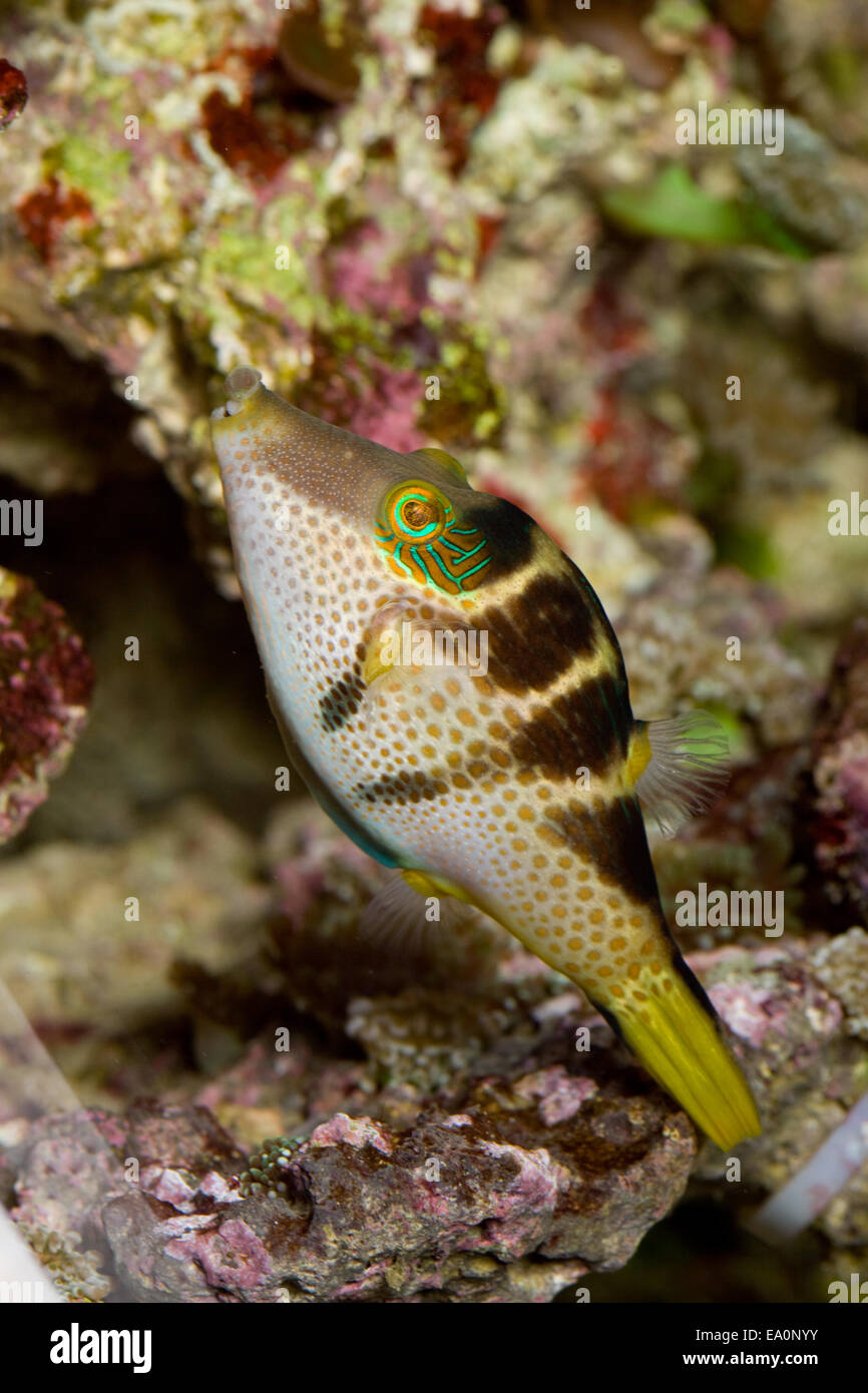 Tropical perch upwards Stock Photo - Alamy