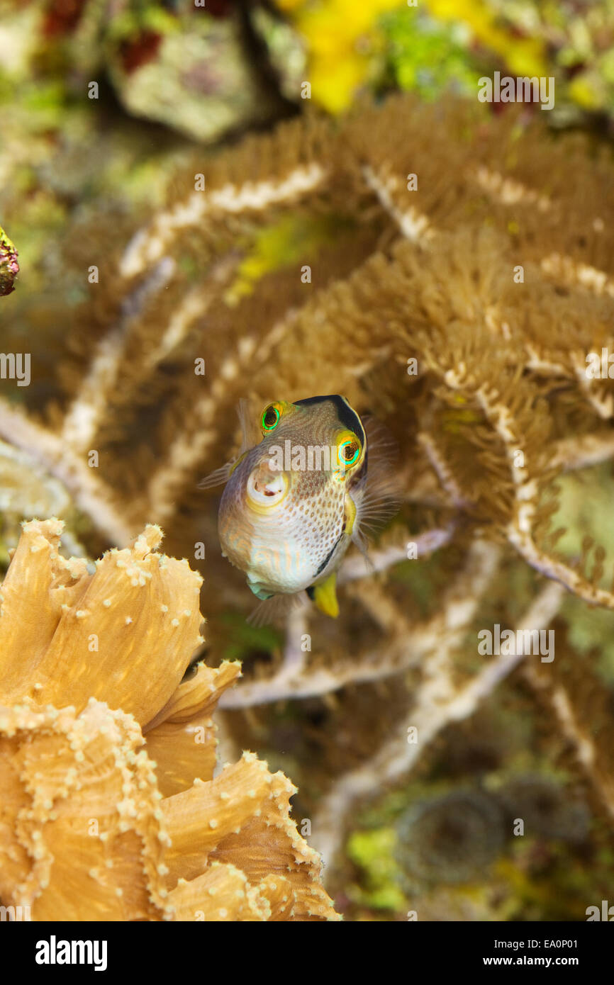 Tropical perch in the center Stock Photo - Alamy